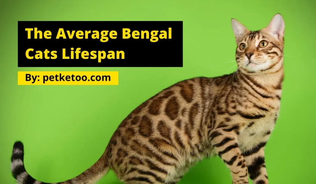 Exploring Bengal Cat Lifespan: How Long Do They Really Live?